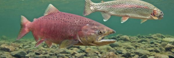 Data Nuggets | Bringing authentic research and data into K-16 classrooms