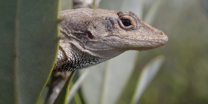 Data Nuggets | Bringing authentic research and data into K-16 classrooms