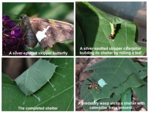 Shooting the poop | Data Nuggets