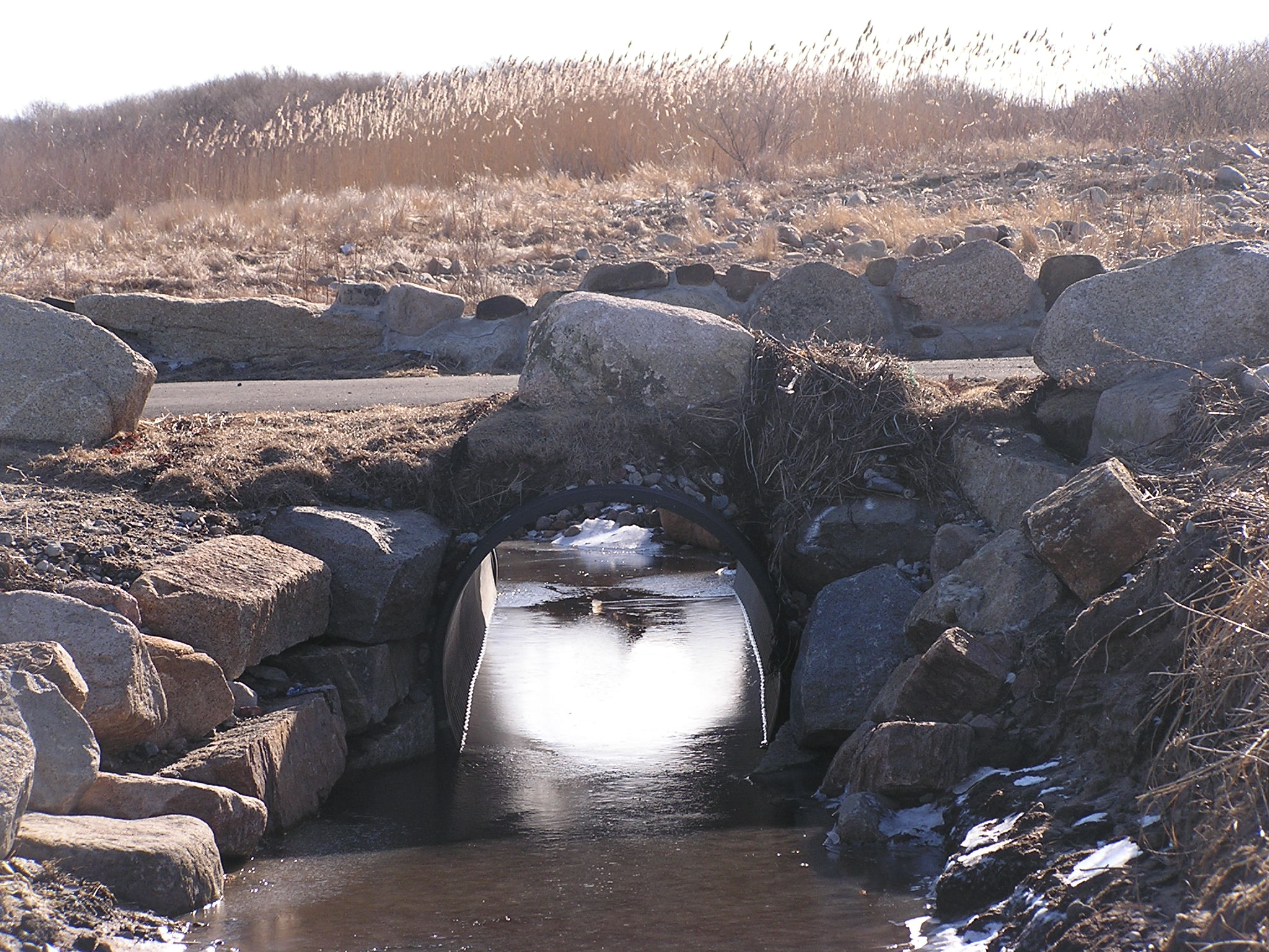 Invasive reeds in the salt marsh | Data Nuggets