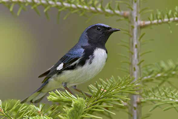 The birds of Hubbard Brook, Part I | Data Nuggets