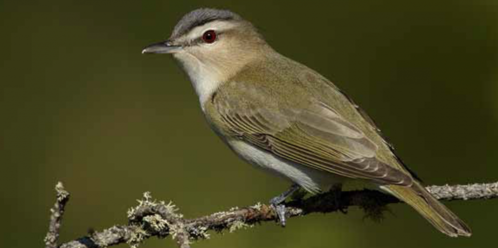 The birds of Hubbard Brook, Part II | Data Nuggets