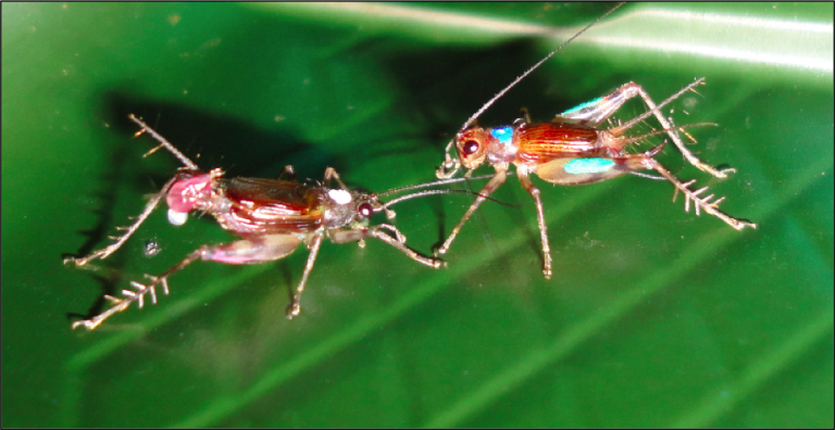 Bon Appétit! Why do male crickets feed females during courtship? | Data ...