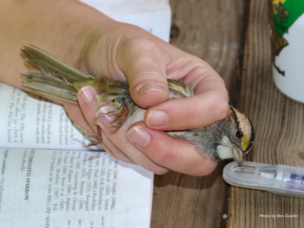 Deadly windows | Data Nuggets