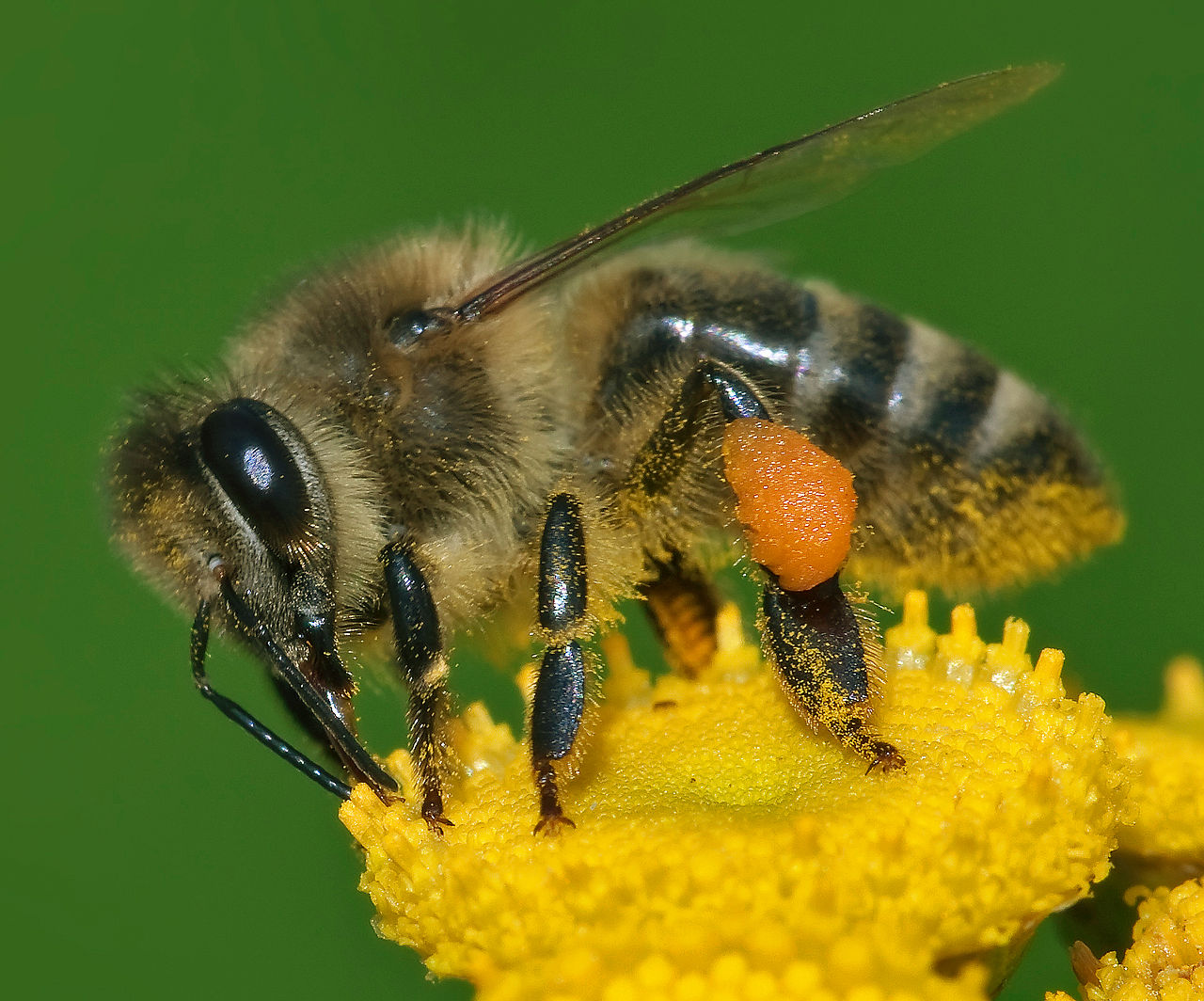 To bee or not to bee aggressive | Data Nuggets To bee or not to bee aggressive | Data Nuggets