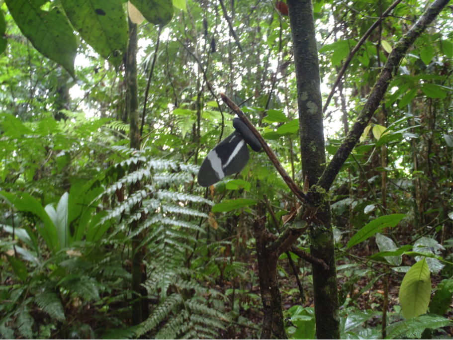 Tag: adaptation | Data Nuggets