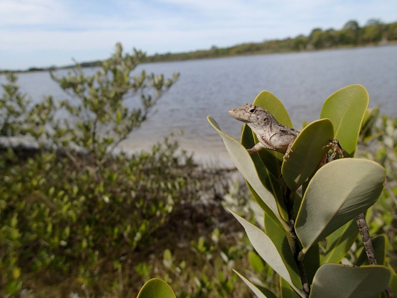 Living Laboratories: Using islands to track natural selection in wild ...