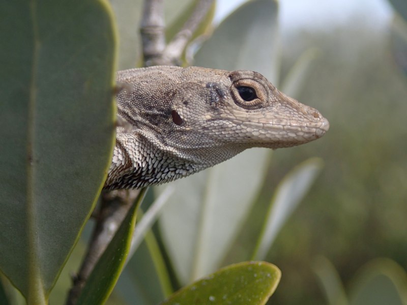 Living Laboratories: Using islands to track natural selection in wild ...
