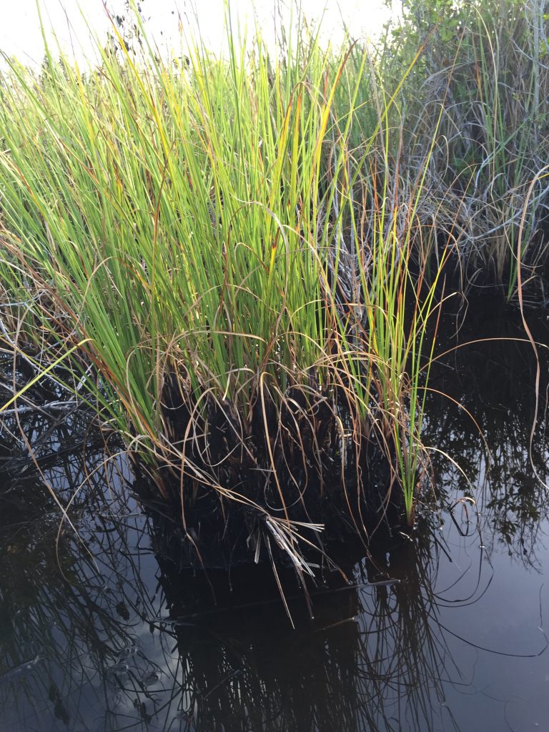 The case of the collapsing soil | Data Nuggets