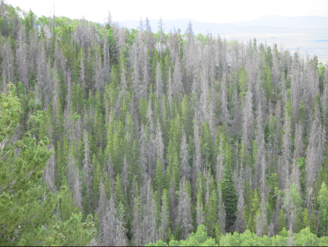 Tree-killing beetles | Data Nuggets