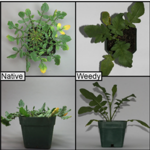 Fast weeds in farmer’s fields | Data Nuggets