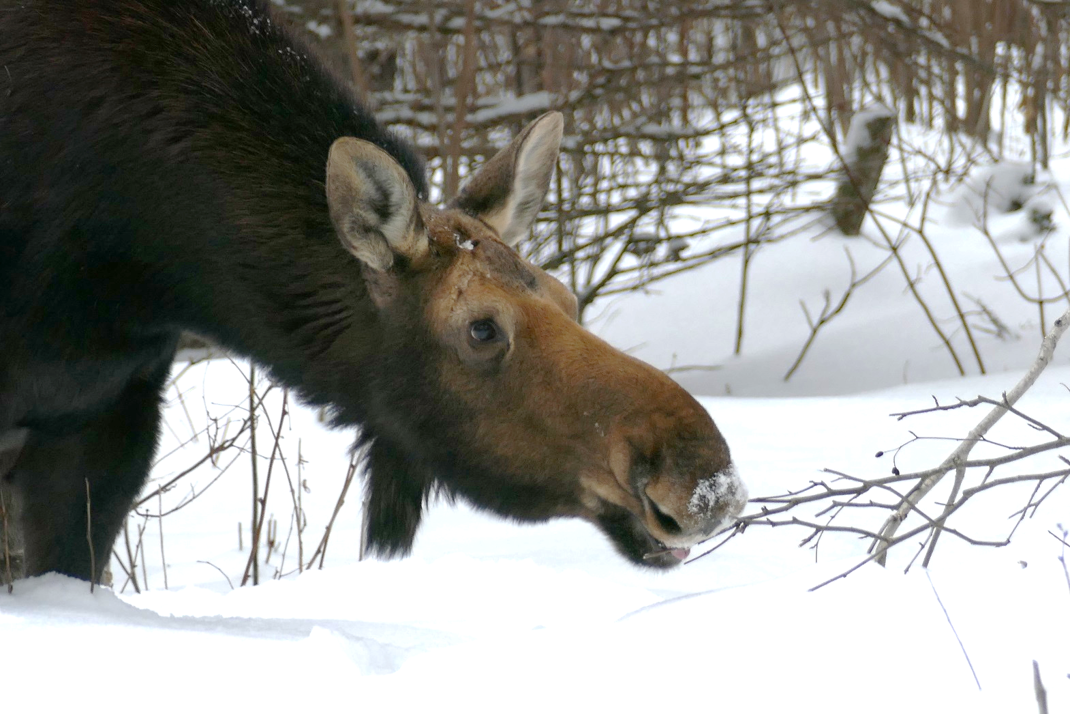Picky eaters: Dissecting poo to examine moose diets | Data Nuggets