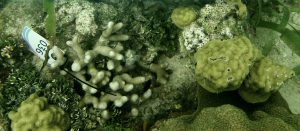 Tag: adaptation | Data Nuggets