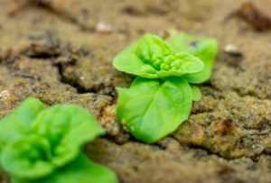 plants ‣ Data Nuggets