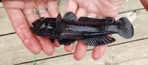 Tag: biodiversity | Data Nuggets