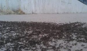 Ant wars! | Data Nuggets