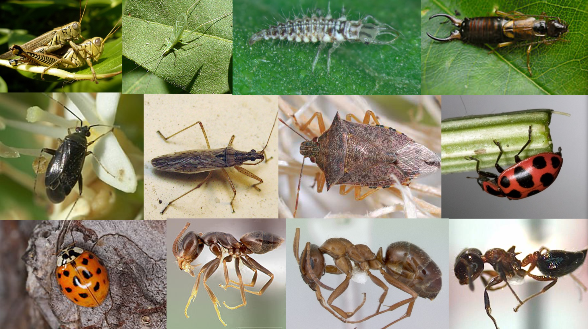 Tag: biodiversity | Data Nuggets