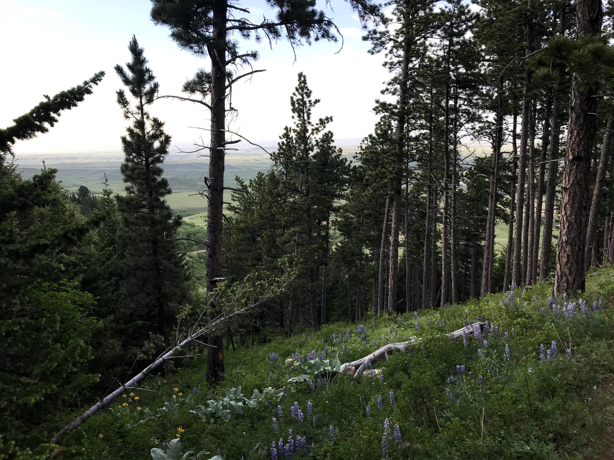 Tag: plants | Data Nuggets