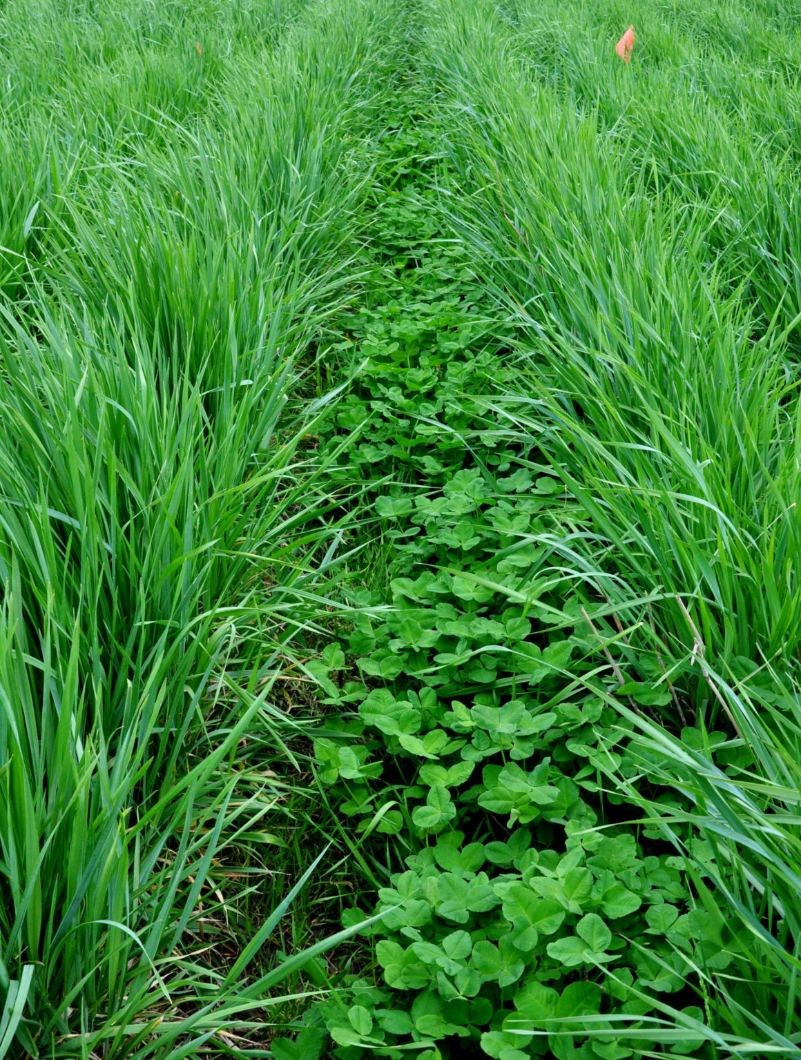 Tag: plants | Data Nuggets