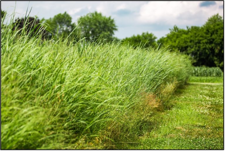 Tag: plants | Data Nuggets