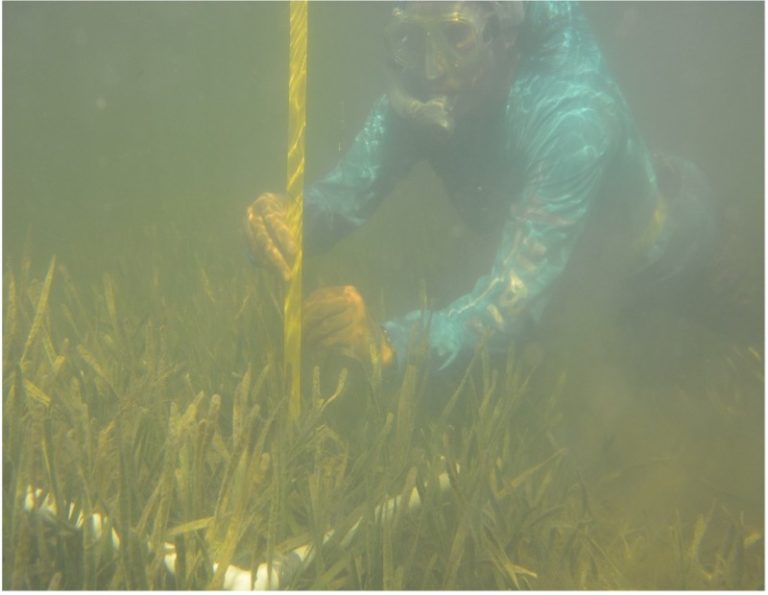 Tag: plants | Data Nuggets