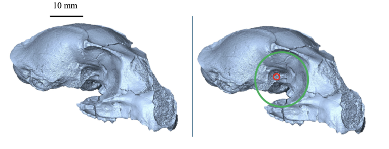 Reconstructing the behaviour of ancient animals | Data Nuggets