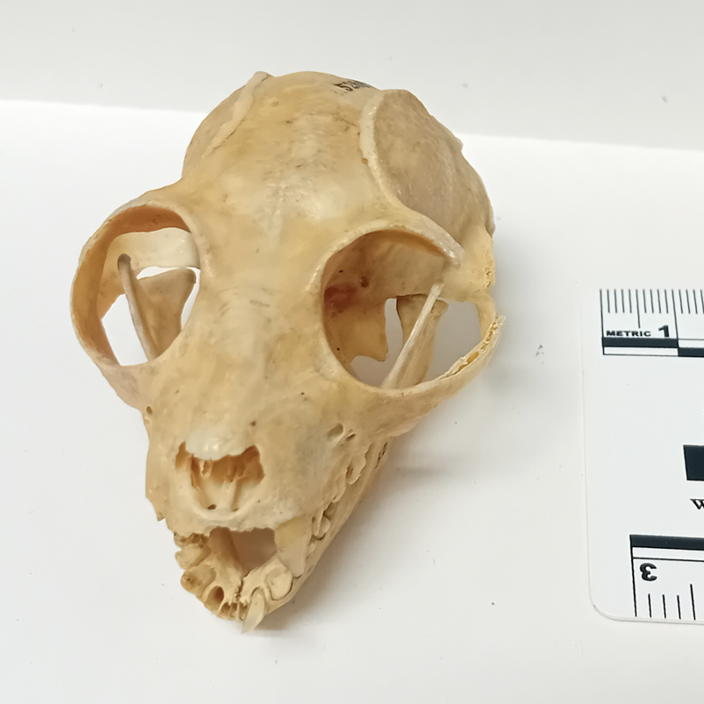 Reconstructing the behaviour of ancient animals | Data Nuggets