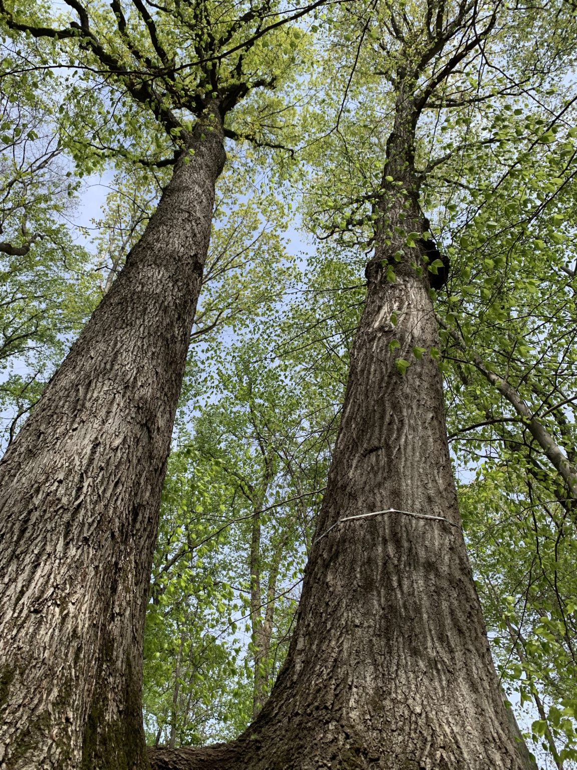 Tag: plants | Data Nuggets