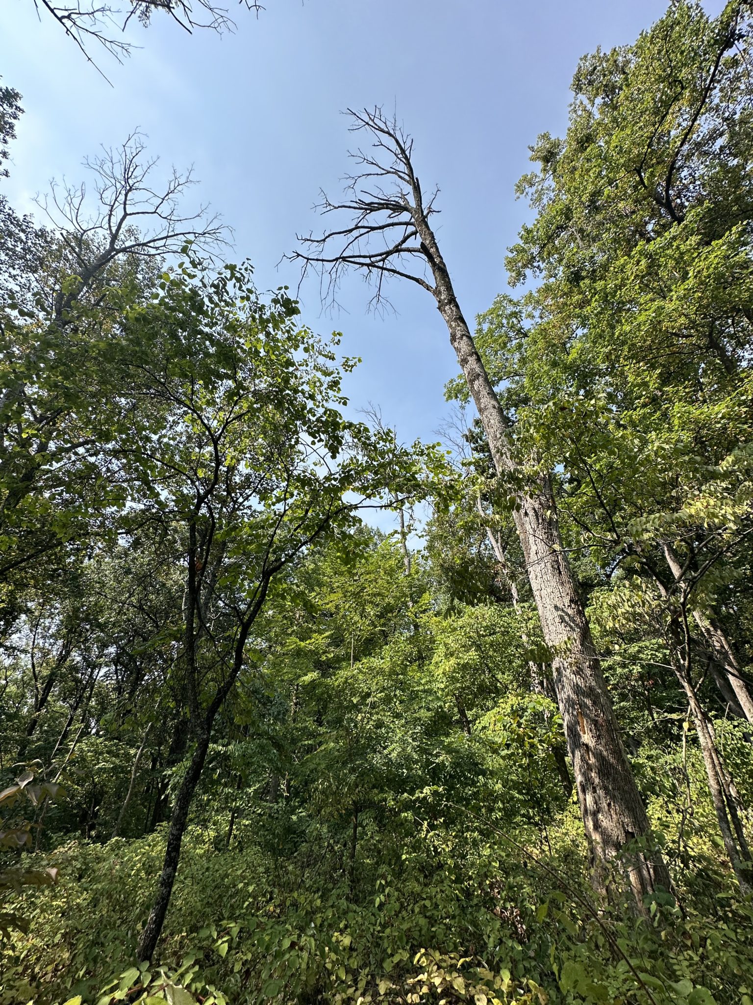 Tag: plants | Data Nuggets