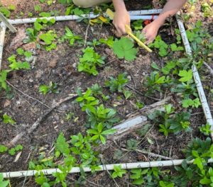 Tag: plants | Data Nuggets