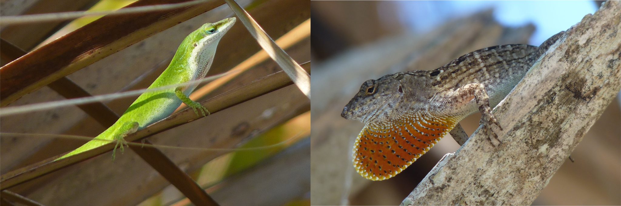 Tag: biodiversity | Data Nuggets