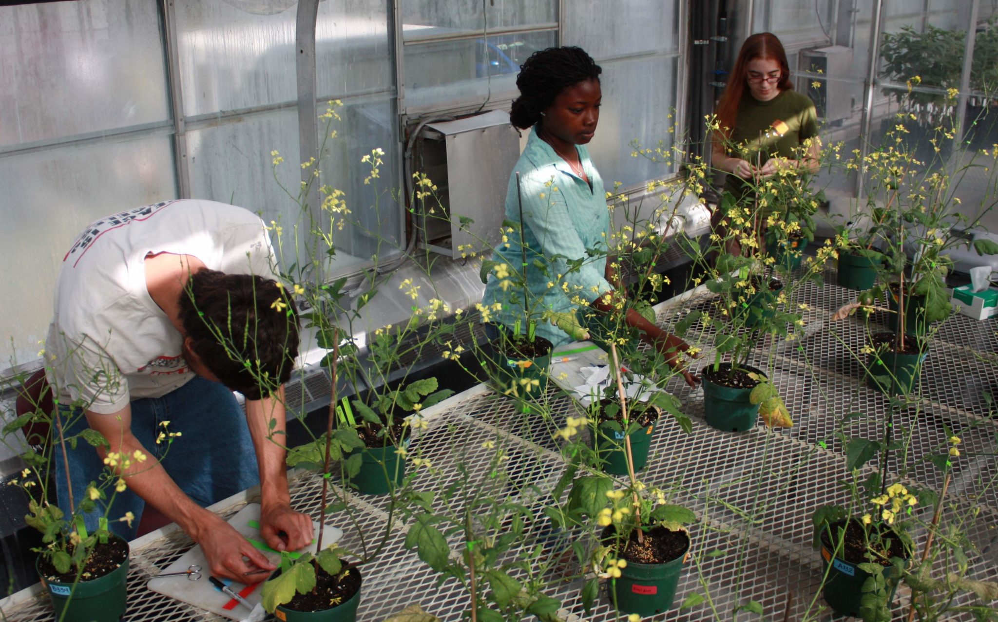 The science of stamen loss | Data Nuggets